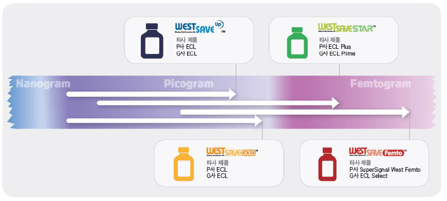 Wester Blot | Abfrontier